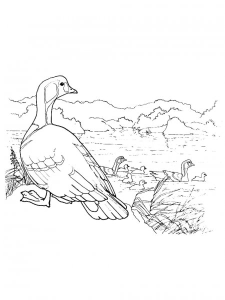 Goose coloring pages