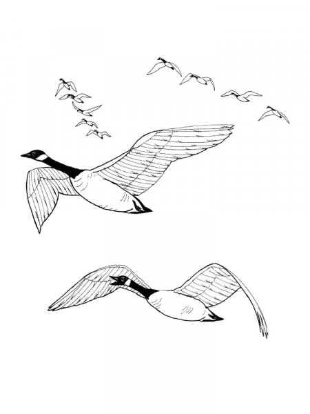 Goose coloring pages