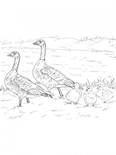 Goose coloring pages