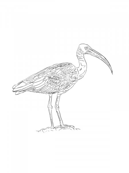 Ibis coloring pages
