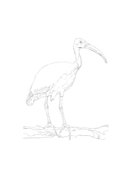 Ibis coloring pages