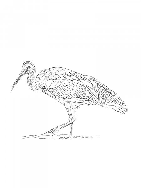 Ibis coloring pages