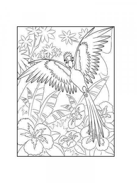 Macaw coloring pages
