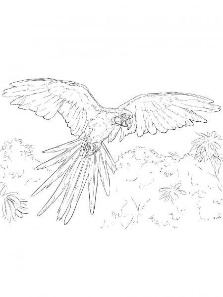 Macaw coloring pages