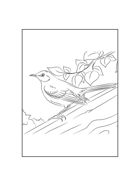 Mockingbird coloring pages - Free Printable