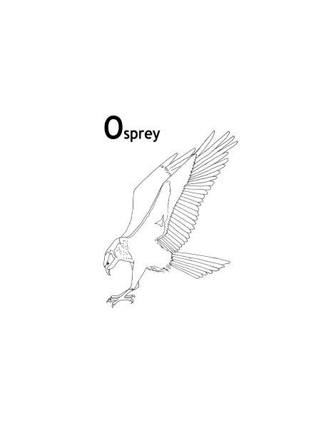 Osprey coloring pages - Free Printable