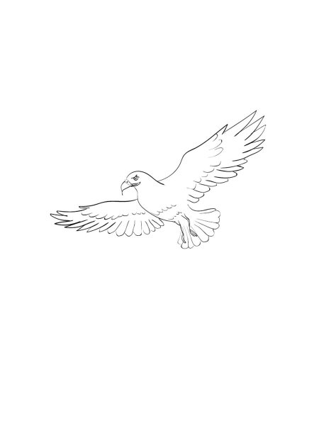 Osprey coloring pages - Free Printable
