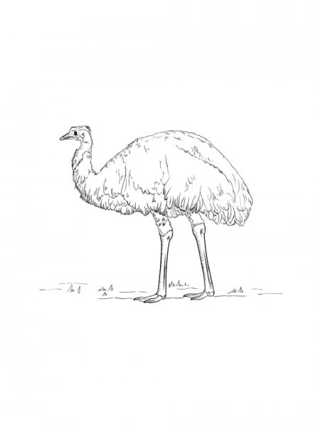 Ostrich coloring pages