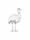 Ostrich coloring pages
