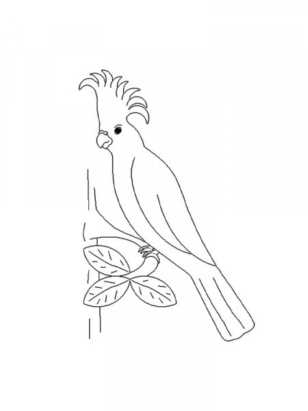 Parakeet coloring pages - Free Printable