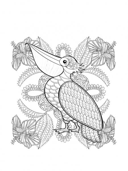 Pelican coloring pages