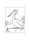 Pelican coloring pages