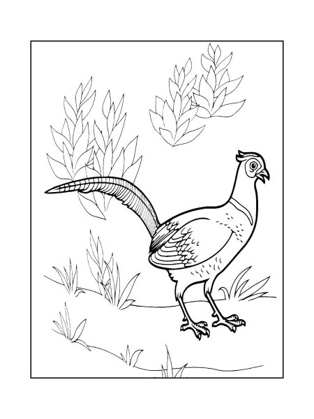 Pheasant coloring pages