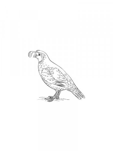 Quail coloring pages