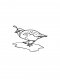 Quail coloring pages