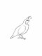 Quail coloring pages
