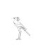 Secretary Bird coloring pages - Free Printable