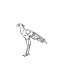 Secretary Bird coloring pages - Free Printable
