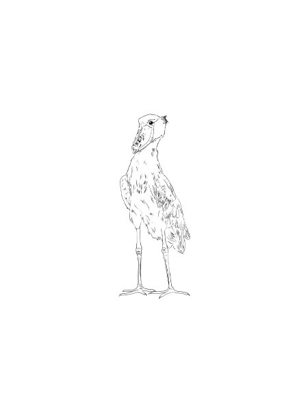 Shoebill coloring pages - Free Printable
