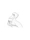 Shoebill coloring pages - Free Printable