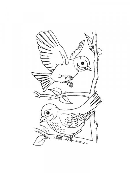 Sparrow coloring pages