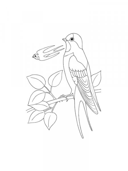 Swallow coloring pages