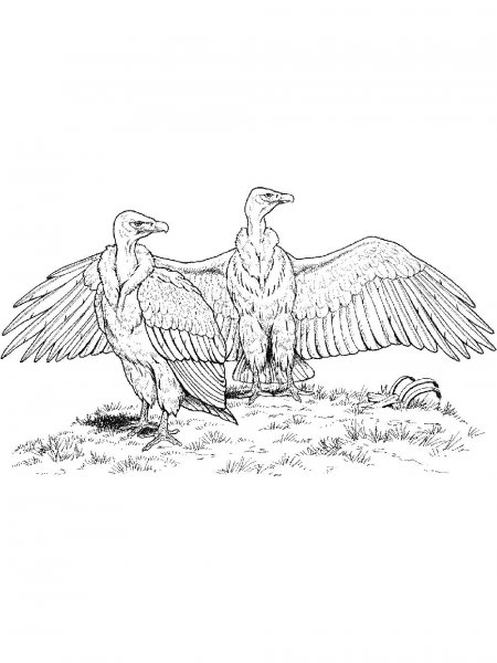 Vulture coloring pages