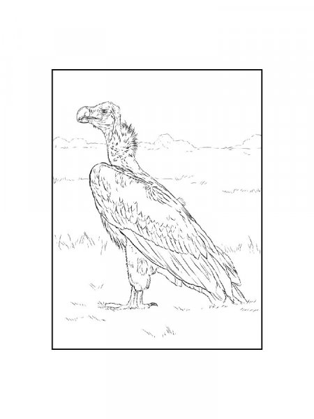 Vulture coloring pages