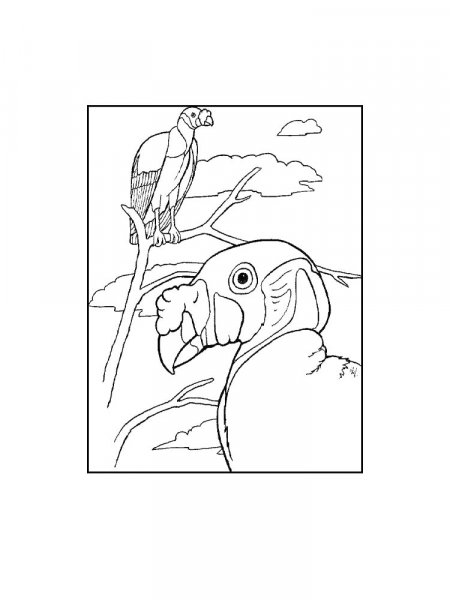 Vulture coloring pages