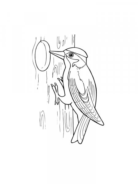 Woodpecker coloring pages