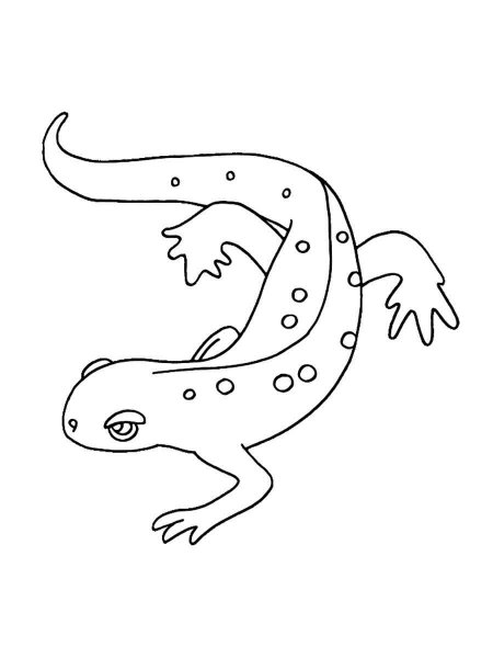 Amphibians coloring page