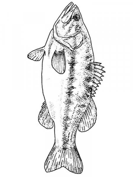 Bass fish coloring pages