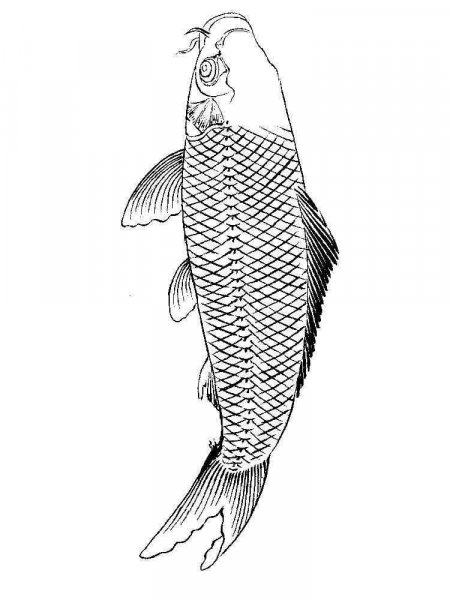 Carp coloring pages