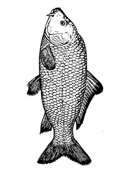 Carp coloring pages