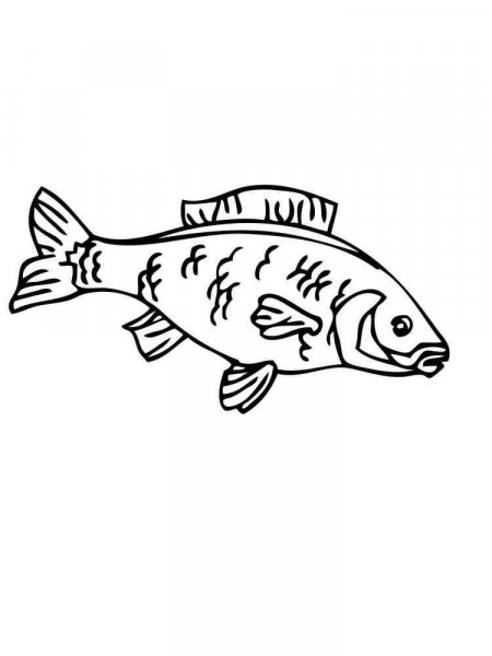 Carp coloring pages