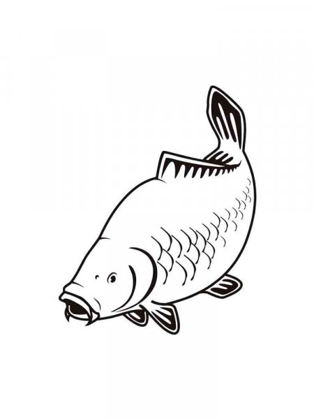 Carp coloring pages