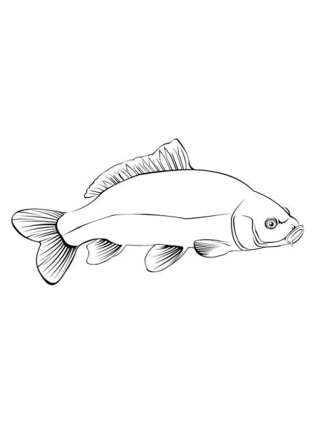 Carp coloring pages