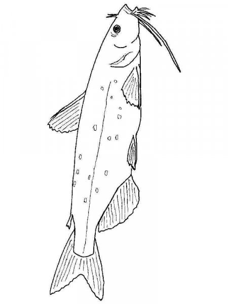 Catfish coloring pages
