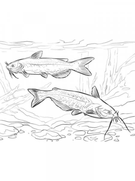 Catfish coloring pages