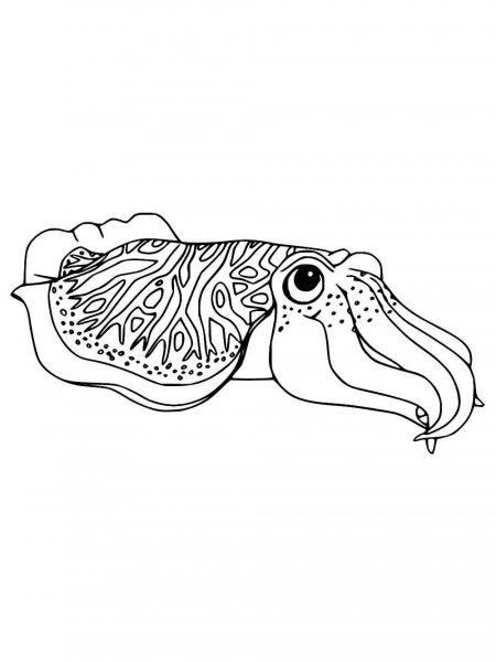 Cuttlefish coloring page
