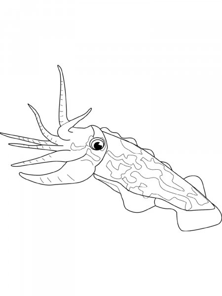 Cuttlefish coloring page