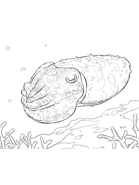 Cuttlefish coloring page