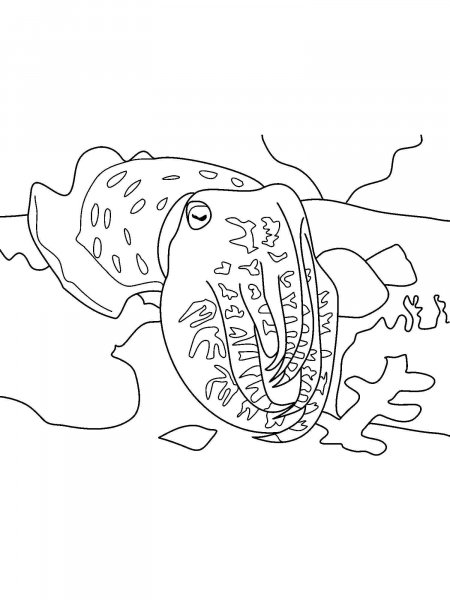 Cuttlefish coloring page