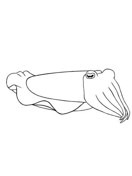 Cuttlefish coloring page