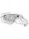 Cuttlefish coloring page