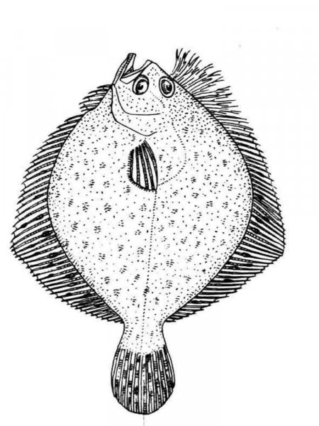 Flounder fish coloring pages