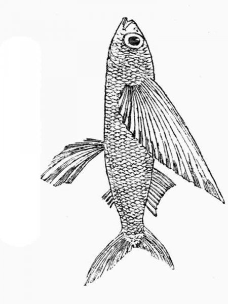 Flying fish coloring pages