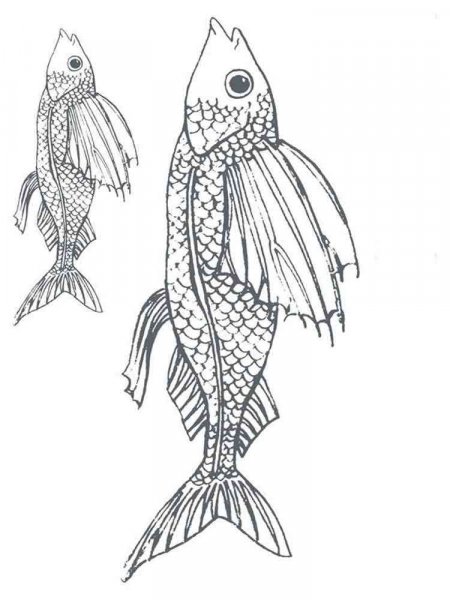 Flying fish coloring pages
