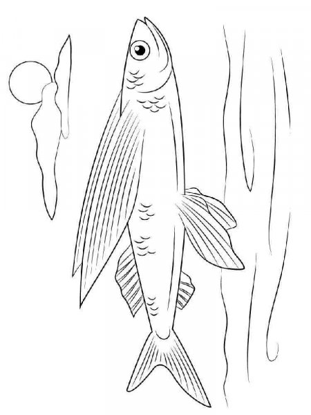 Flying fish coloring pages