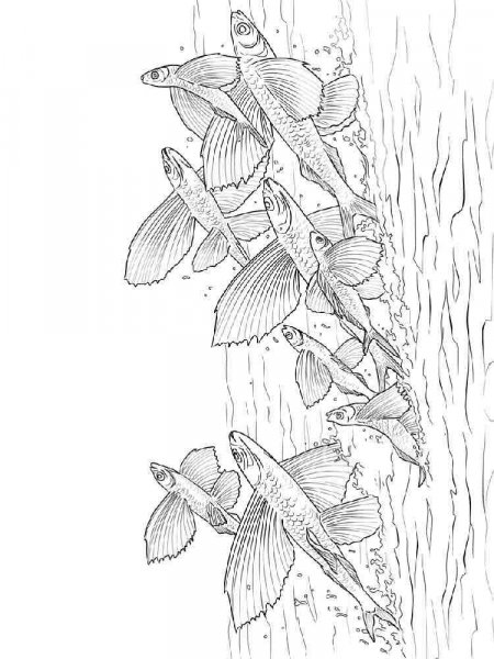 Flying fish coloring pages